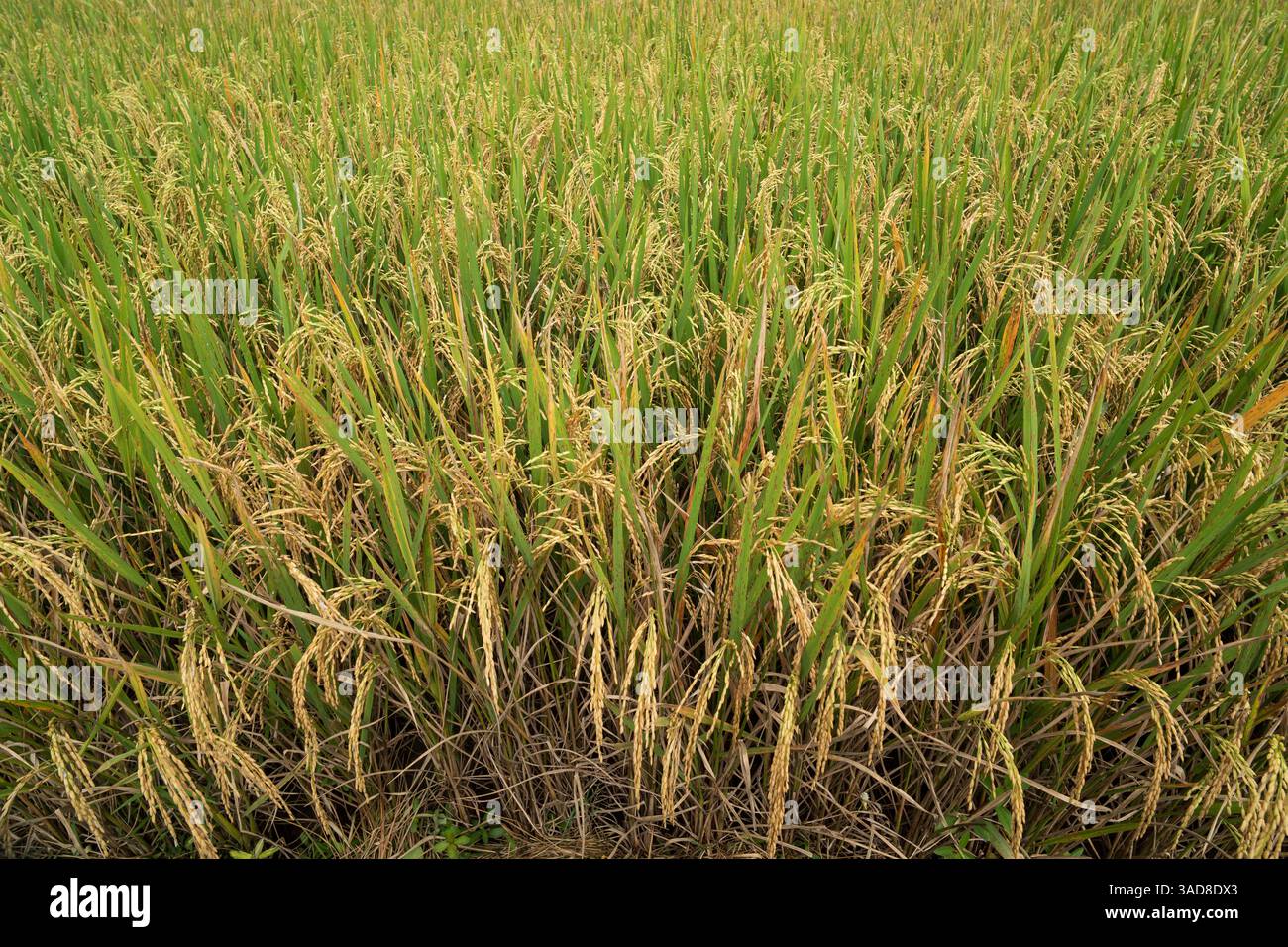 Golden yellow of rice paddy field. Close up to rice seeds in ear of ...