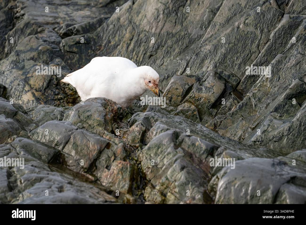 A Snowy Sheathbill (Chionis albus) at Cape Legoupil, Antarctica Stock ...