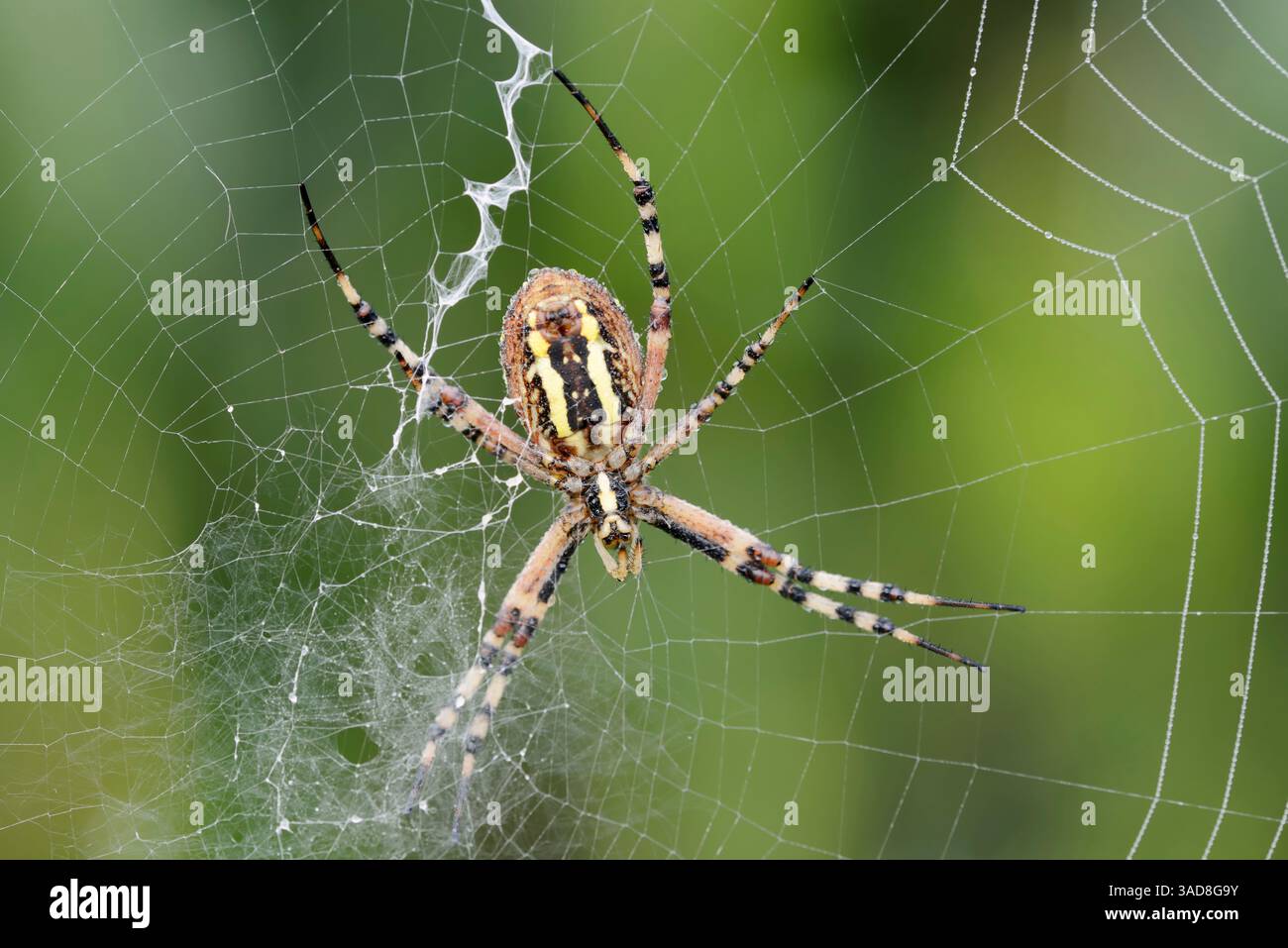 Wasp Spider (Argiope bruennichi), female, Germany | Wespenspinne ...