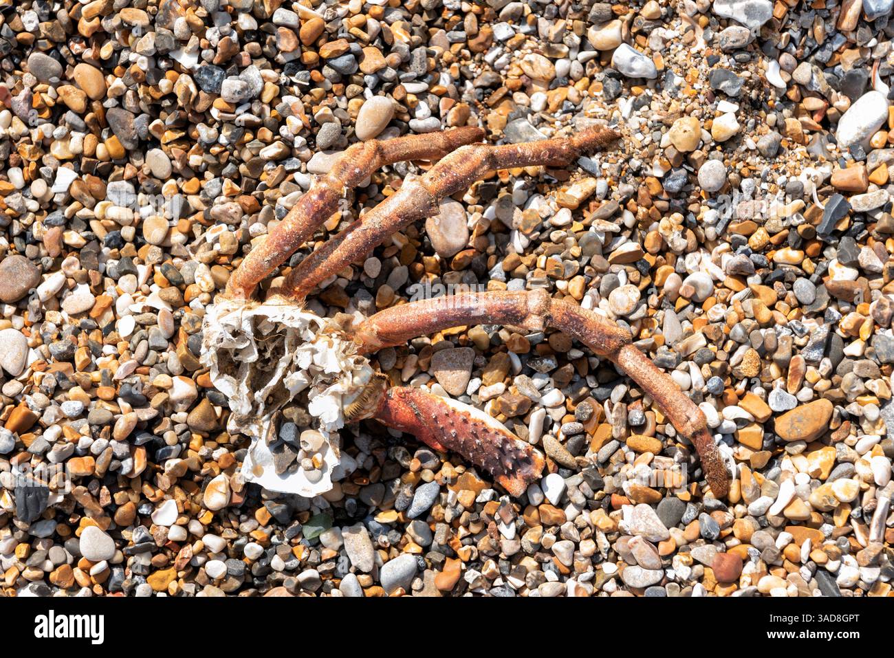 Carcass of Spiny Spider Crab on shingle beach Stock Photo - Alamy