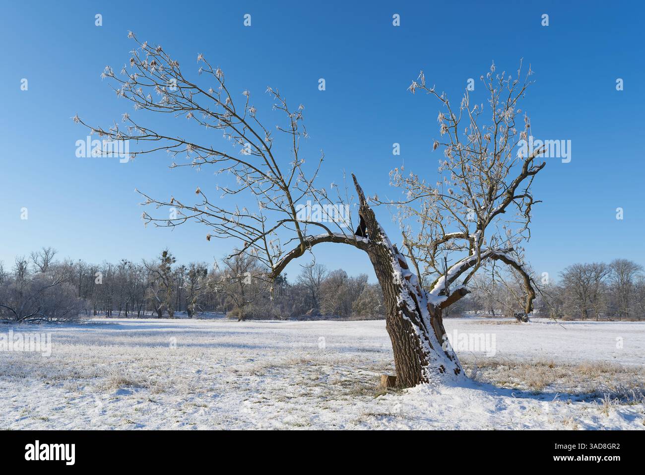 Common ash, Fraxinus excelsior with broken trunk in a park near ...
