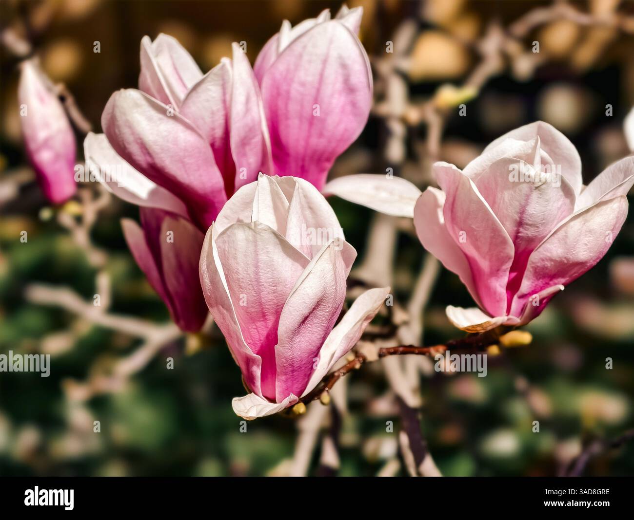 Experience the Beauty of Pink Magnolia Blossoms in Full Bloom ...