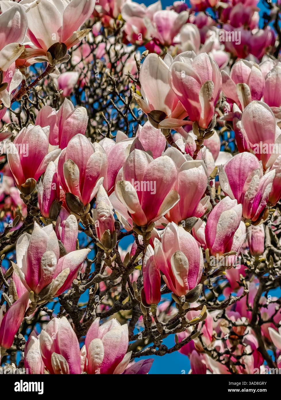 Experience the Beauty of Pink Magnolia Blossoms in Full Bloom ...