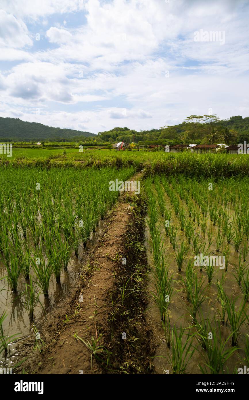 Lush green rice paddies with terracing unfold under the bright tropical ...
