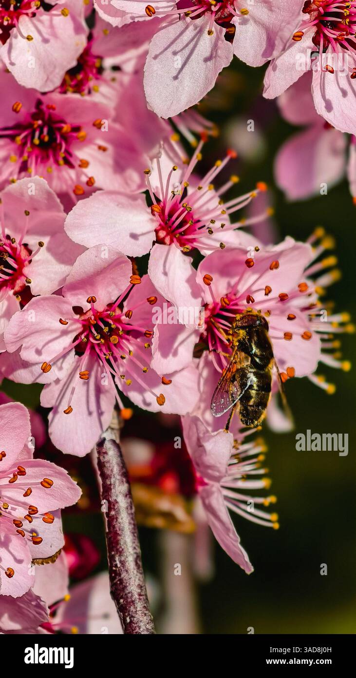 Macro photo of honey bee on pink cherry blossom flowers with pollen in ...