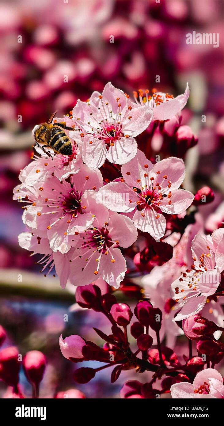Macro photo of honey bee on pink cherry blossom flowers with pollen in ...