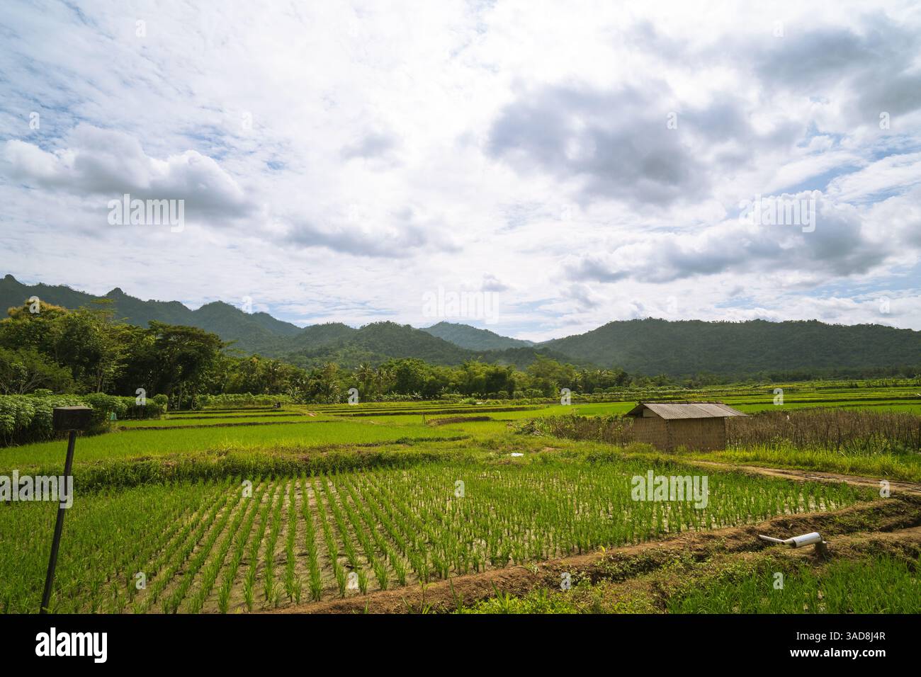 Lush green rice fields with mountain background under bright sky at ...