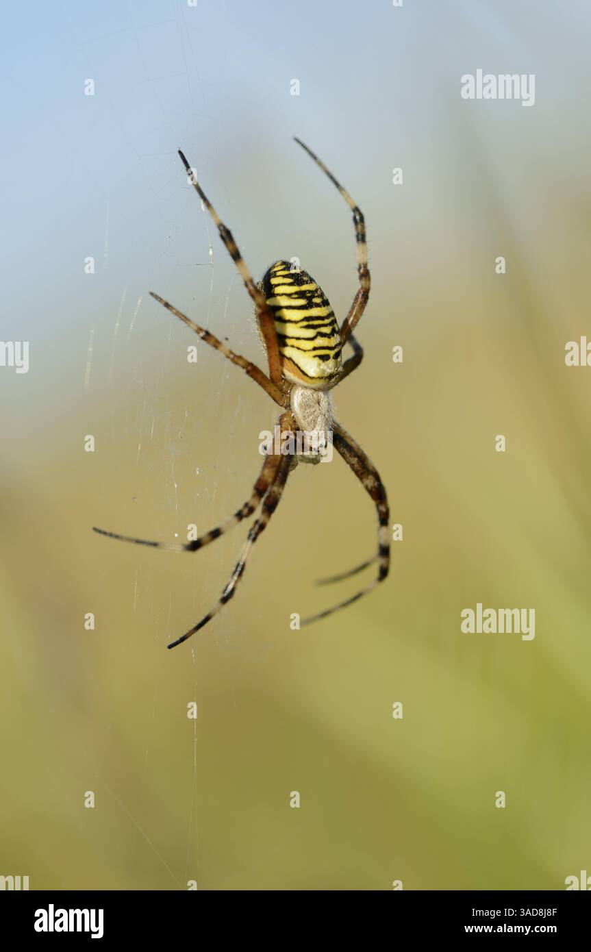 Wasp Spider (Argiope bruennichi), female, Germany | Wespenspinne ...
