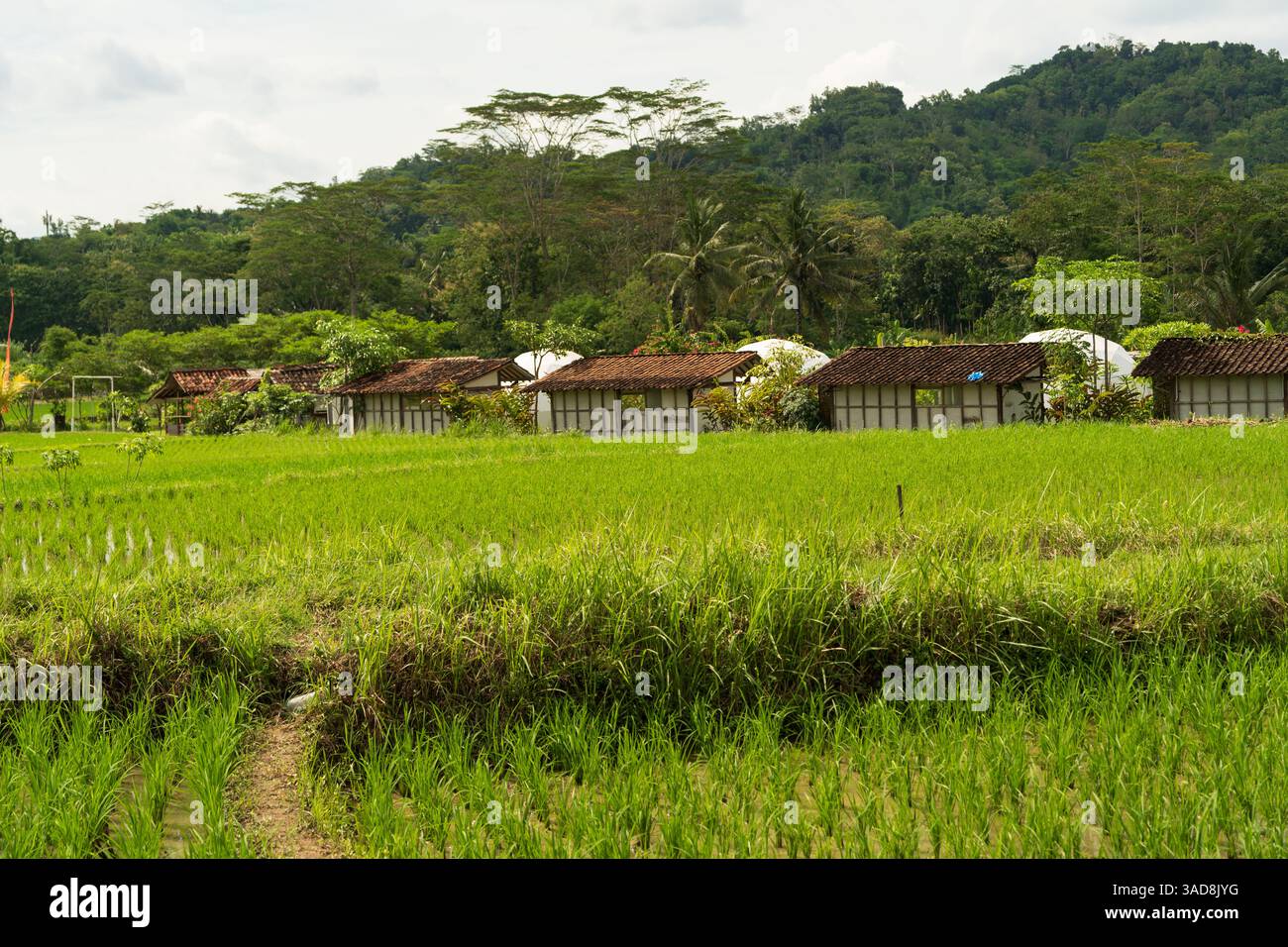 Rural paddy rice harvest, Rice plantations with Green paddy field ...