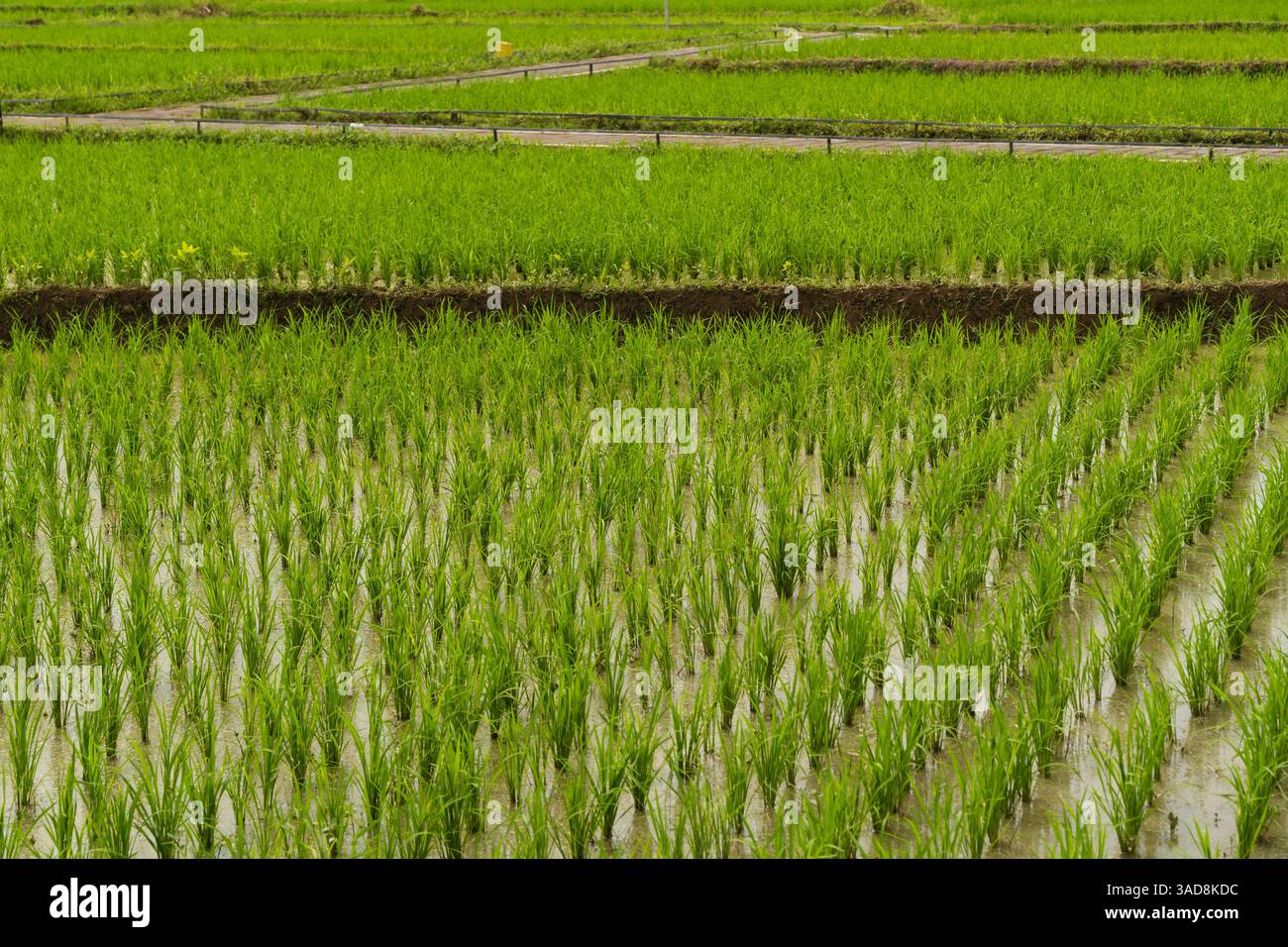 beautiful scenery of rice plants turning green and starting to grow ...