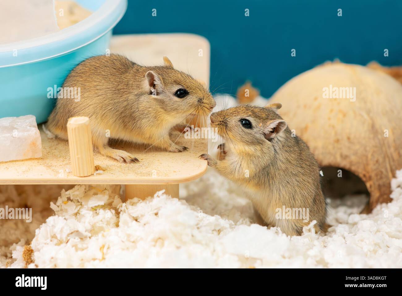 Rodent side view hi-res stock photography and images - Alamy