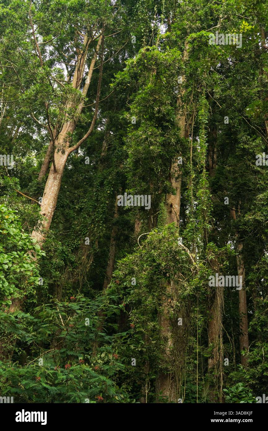 Lush Jungle Canopy with vibrant and thriving ecosystem. Towering trees ...