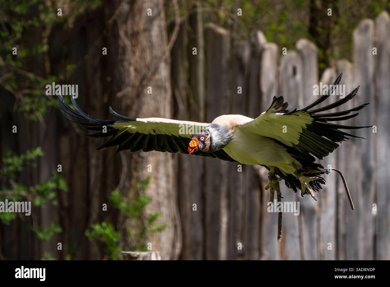 Ein Kappengeier Necrosyrtes monachusi bei der täglichen Flugshow im ...
