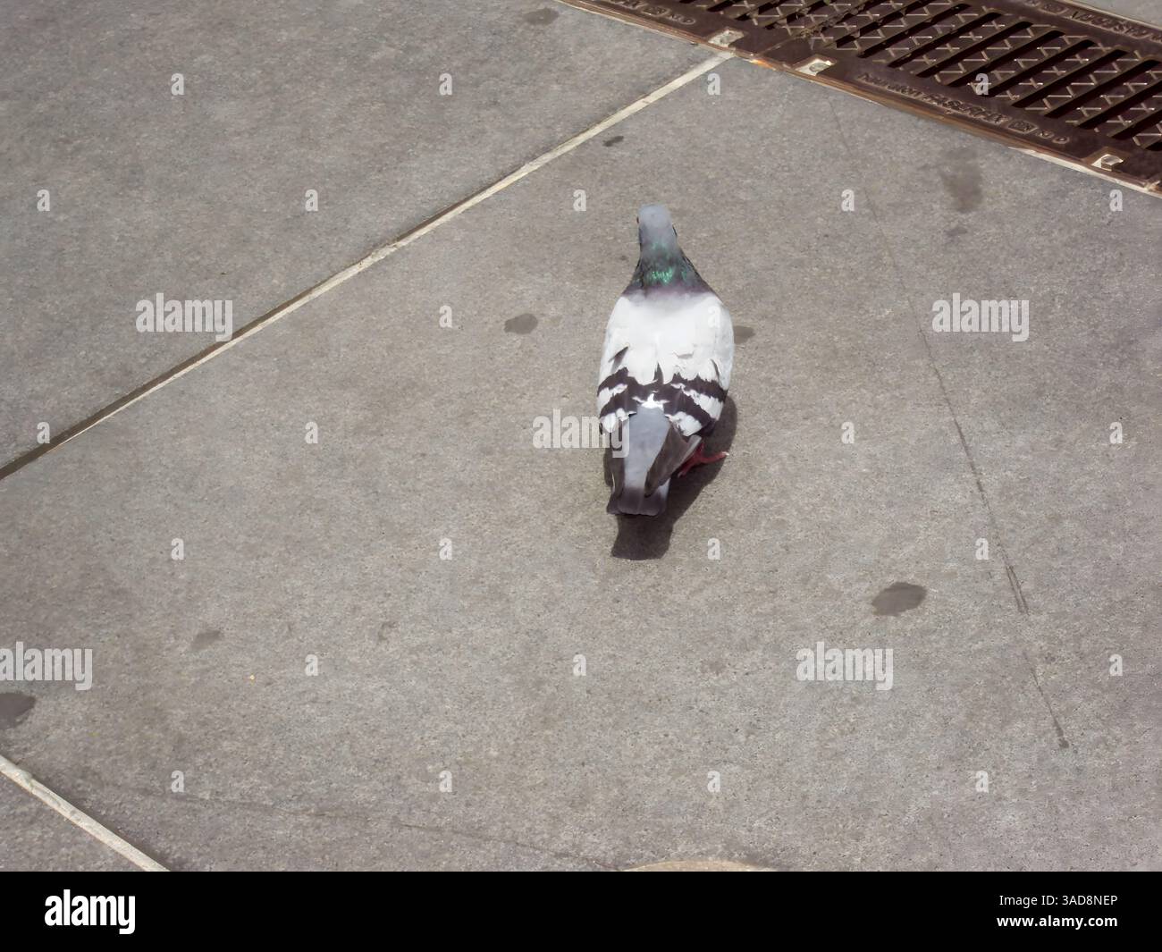 A pigeon walking on a concrete surface, showcasing its gray and white ...
