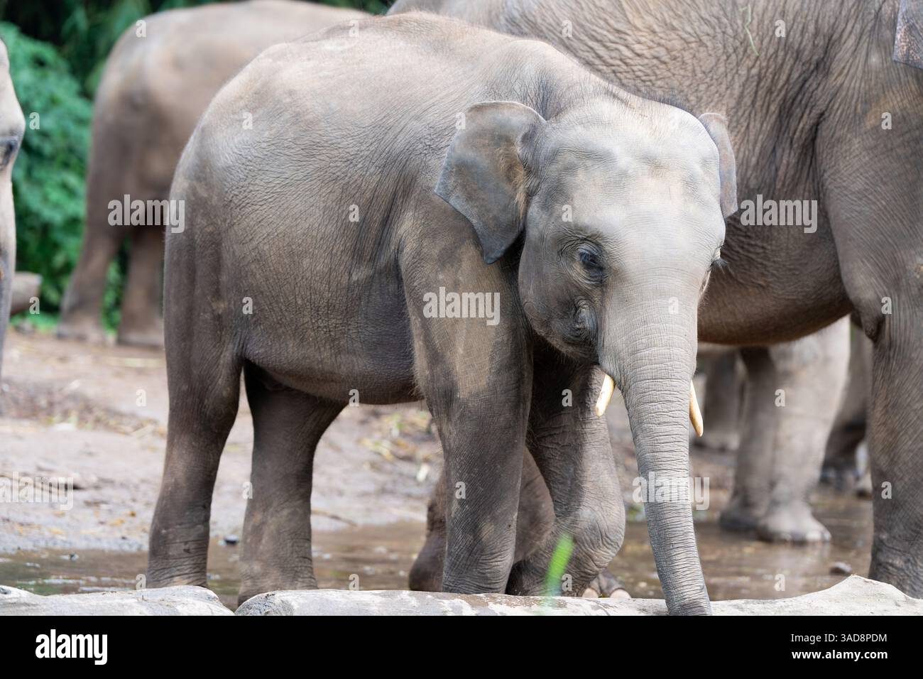 Two Asian elephants standing close together in a naturalistic zoo ...