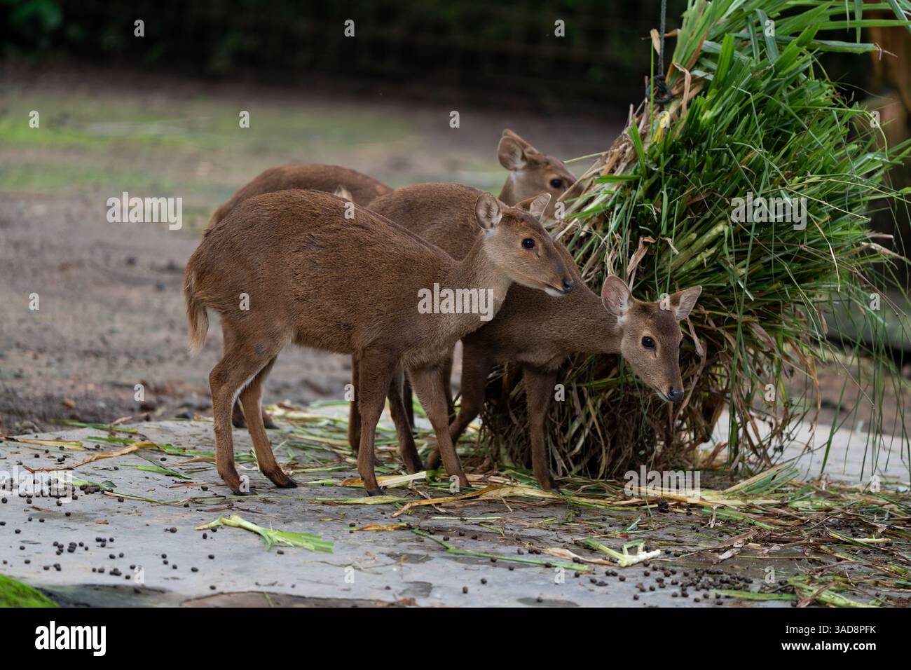 A group of young deer grazing on fresh green plants inside a nature ...