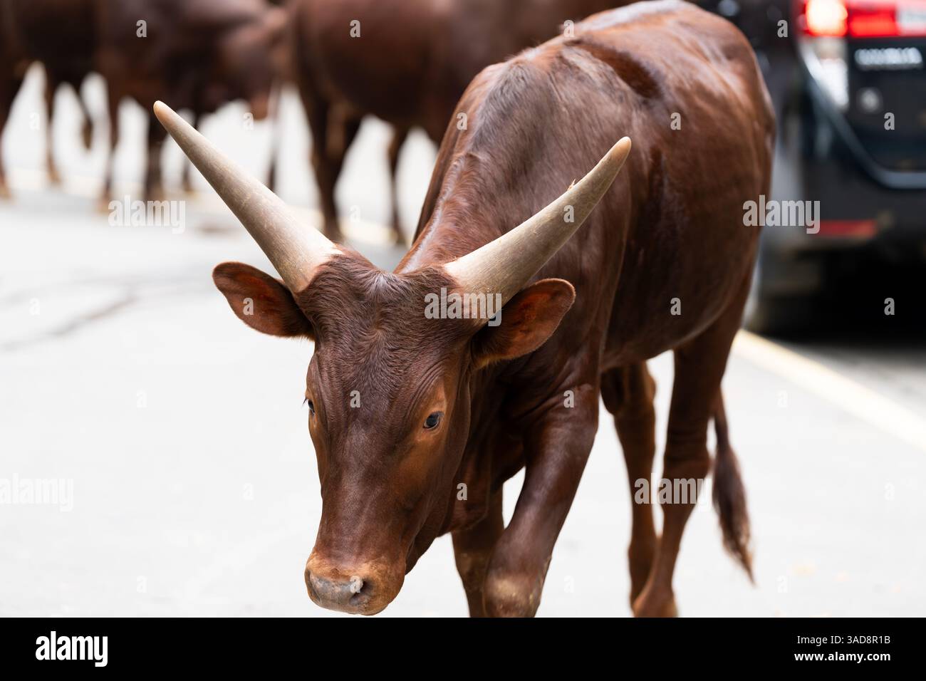 A majestic Ankole Watusi cow with massive horns standing on pavement in ...