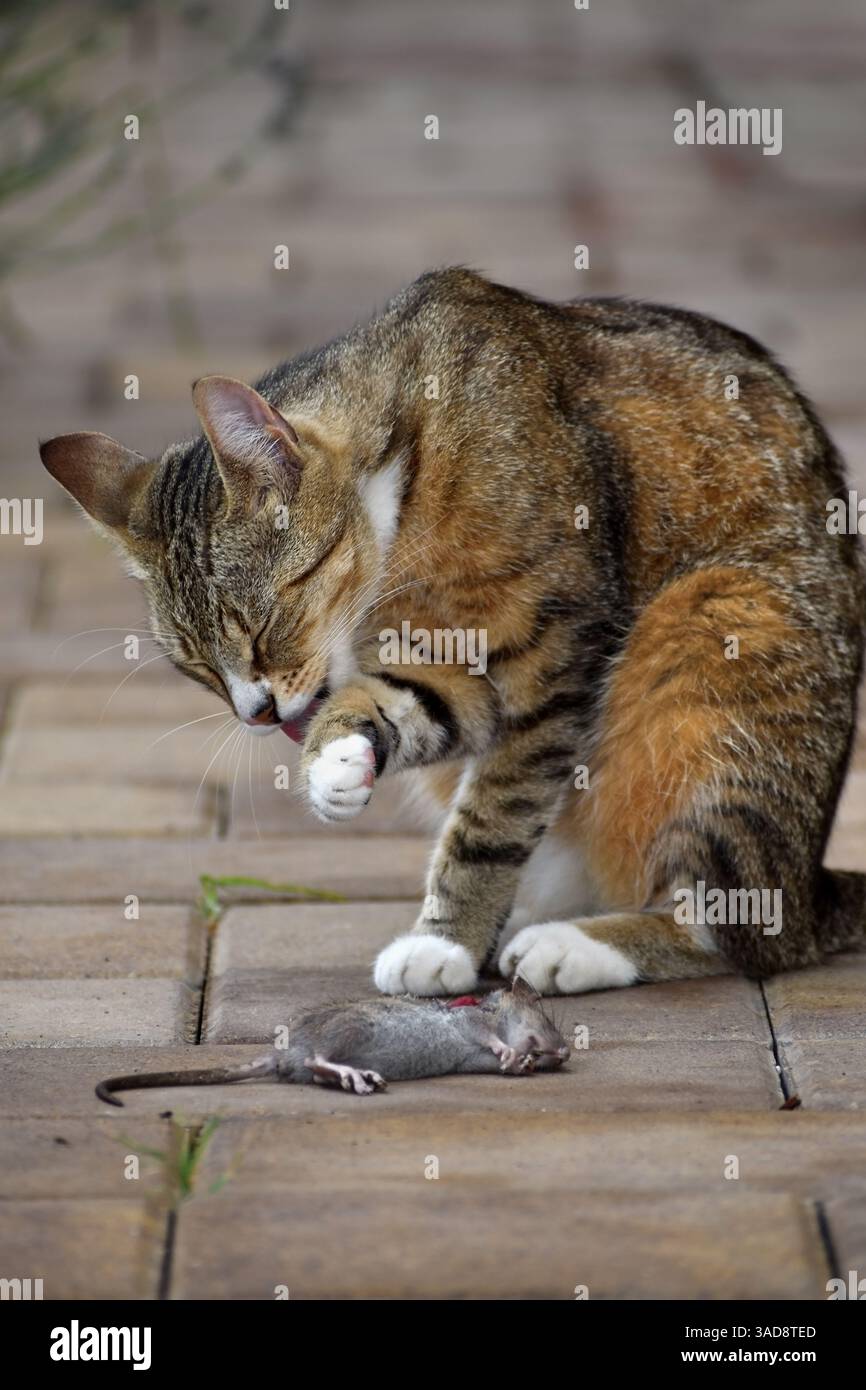 Tabby cat sitting on brick path leaking its paw with caught mouse lying ...