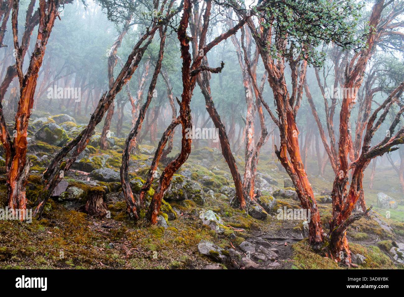 Mystical forest trees in the fog. Rainy forest in mist and clouds. Red ...