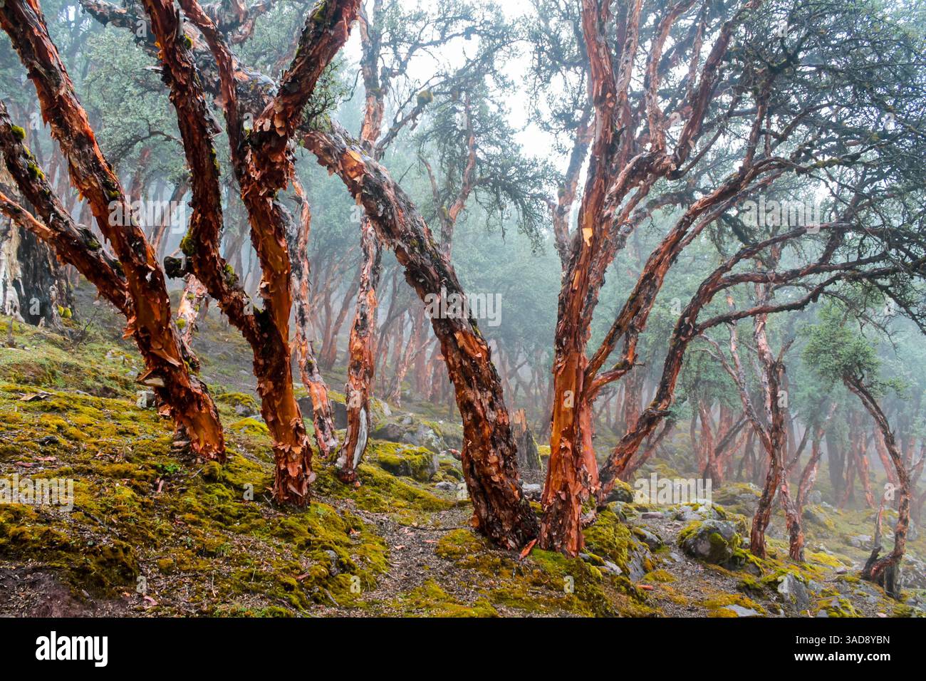 Mystical forest trees in the fog. Rainy forest in mist and clouds. Red ...