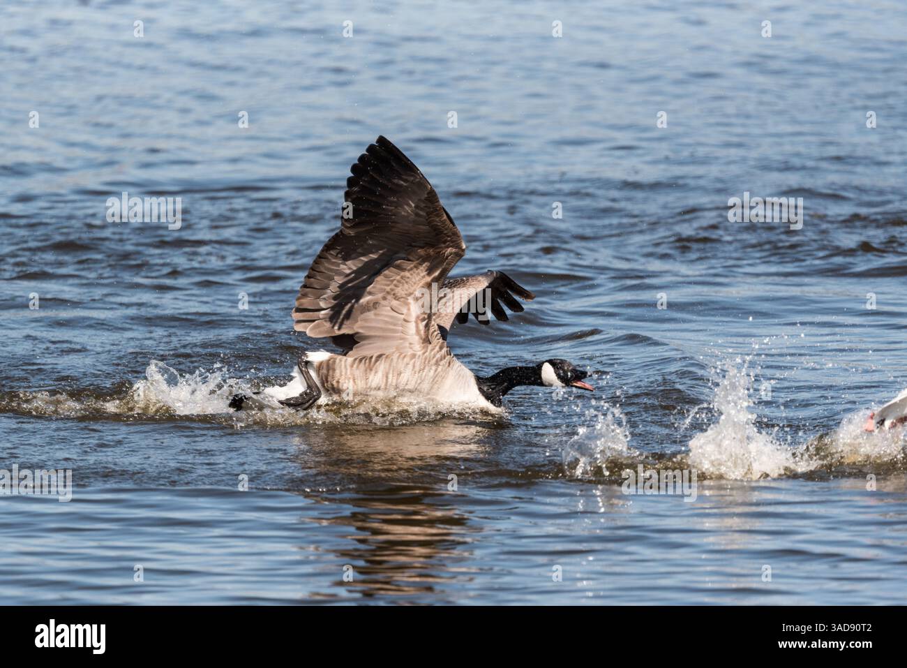 Aggressive Canada Goose (Branta canadensis) chasing a Greylag Goose at ...