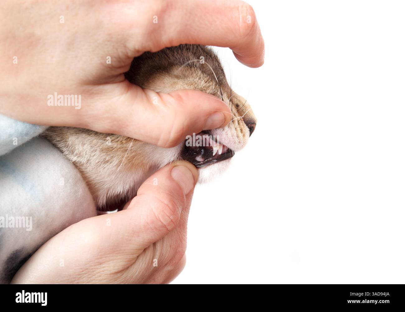 Cat with baby teeth and adult teeth. Examination of kitten with ...