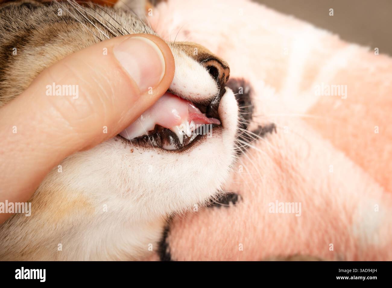 Cat with persistent deciduous teeth. Examination of kitten with baby ...