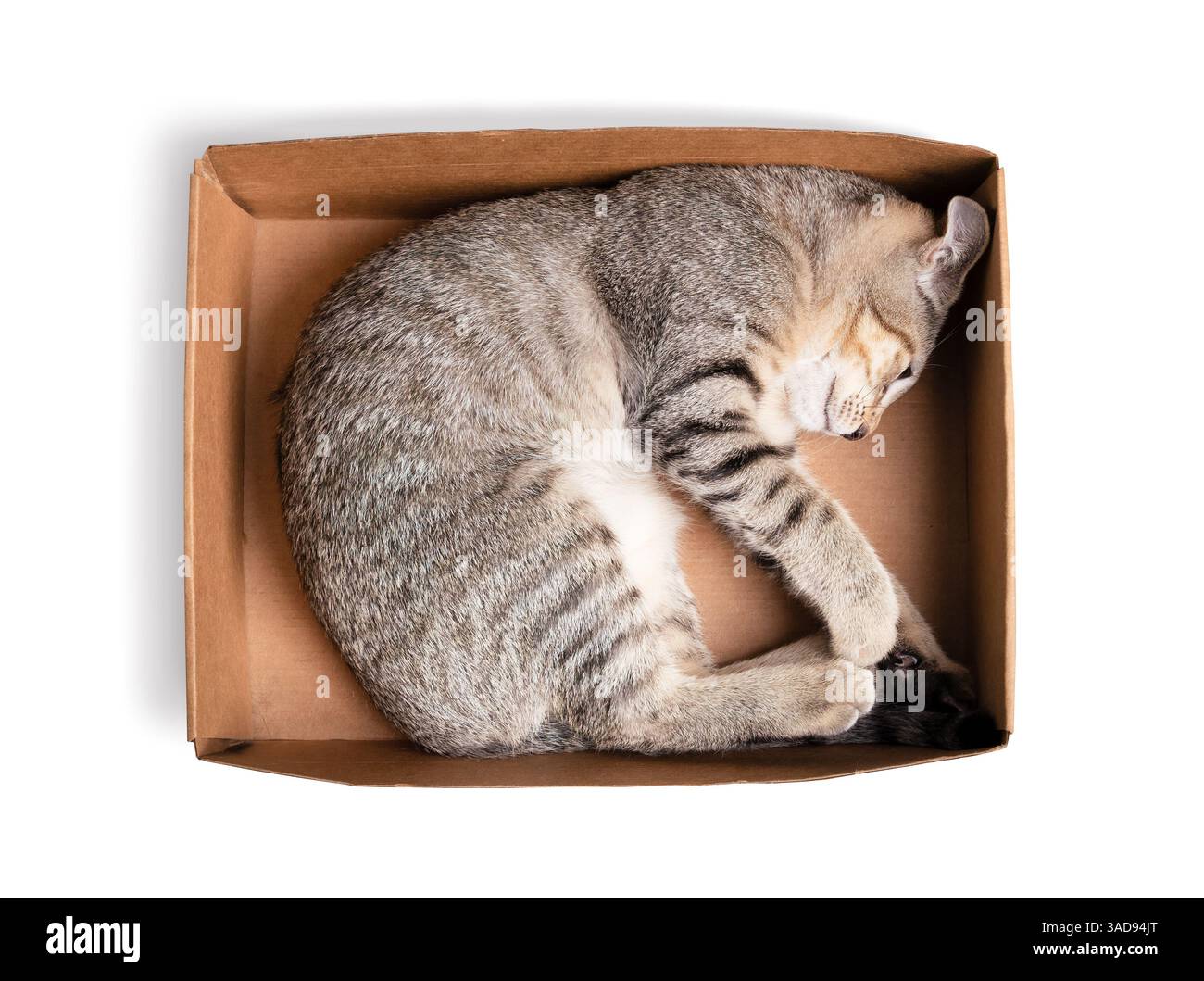 Top view of cat lying in cardboard box. Relaxed kitty cat in small box ...
