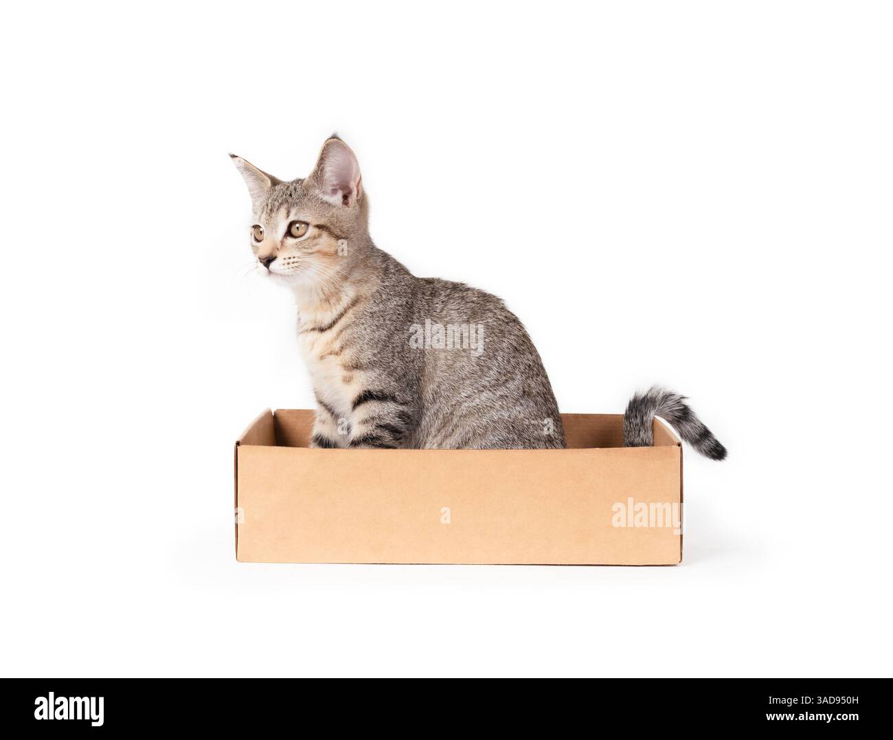 Cute tabby kitten sitting in cardboard box looking at something ...