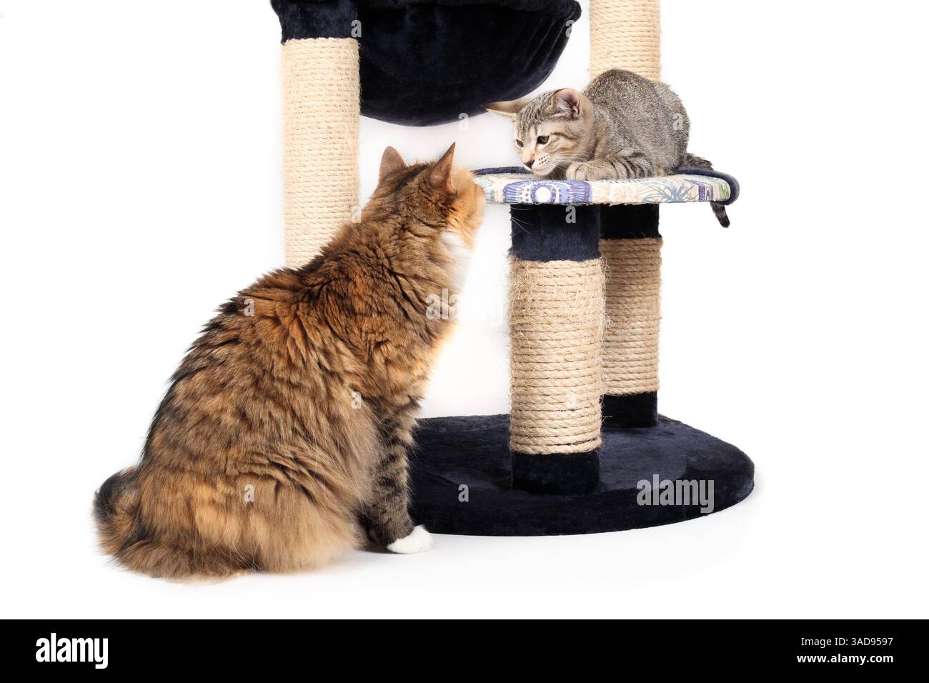 Two cats playing on cat tree. Intense playful or scarred body language ...