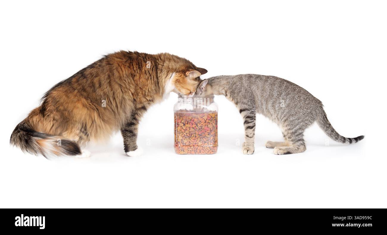 Heads in a bucket Cut Out Stock Images & Pictures - Alamy