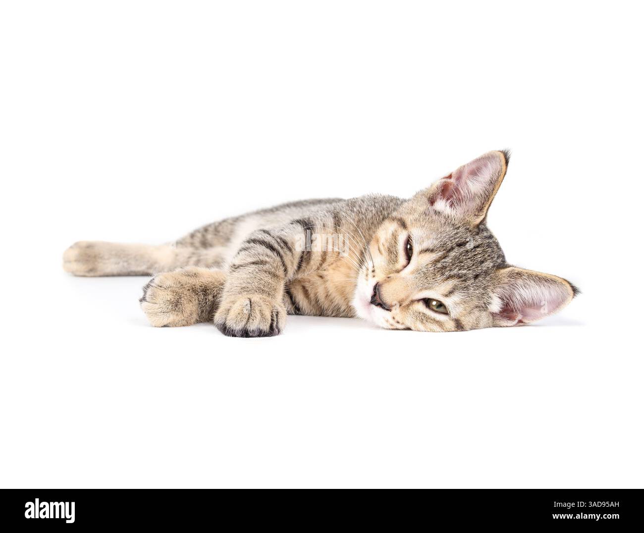 Happy kitten lying sideways on white background. Full body of tabby ...