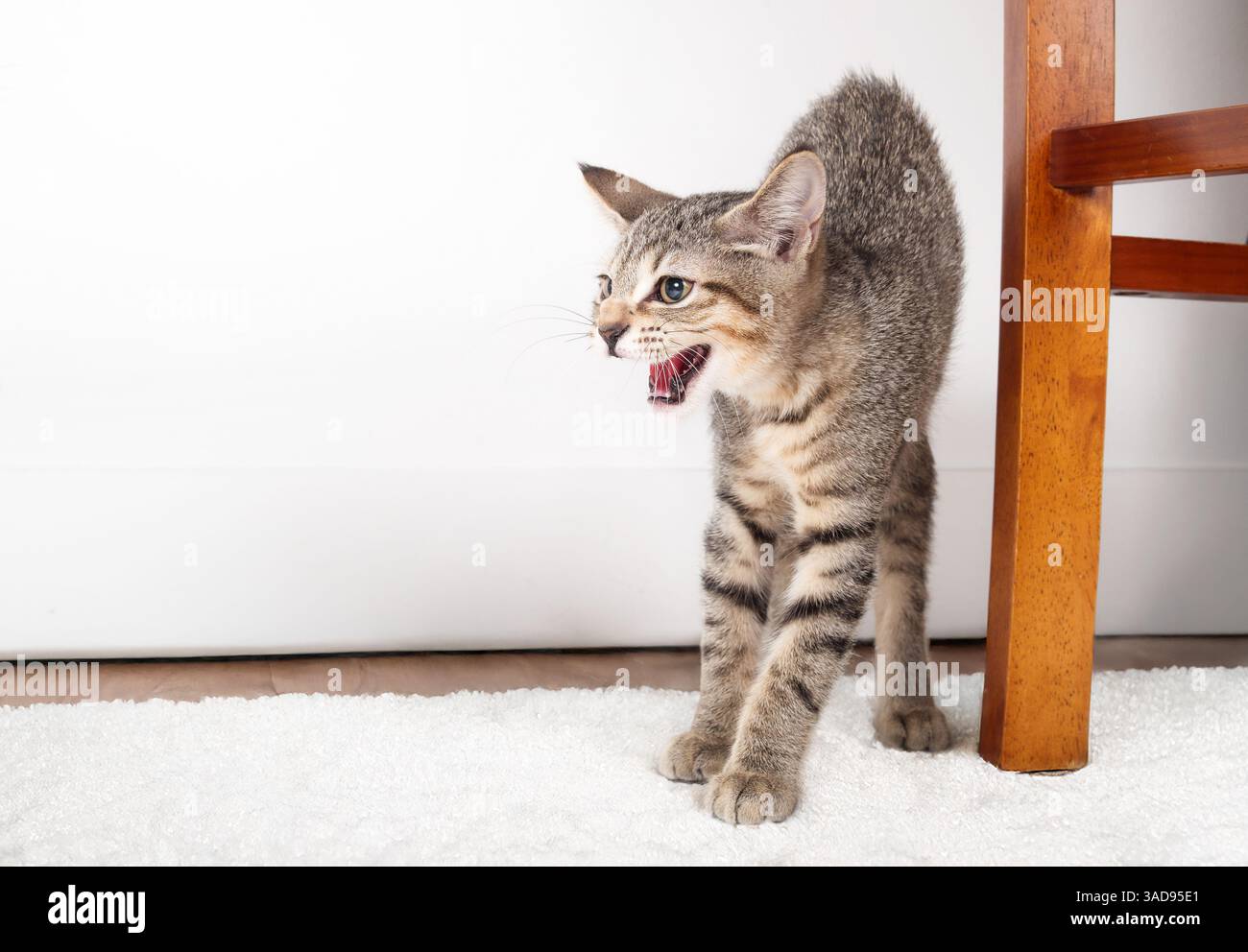 Scarred kitten with hunched or arched back hissing at something ...