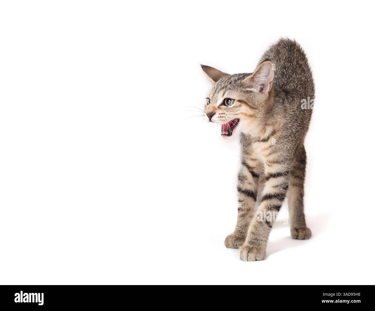 Scarred kitten with hunched or arched back hissing or growling. Kitty ...