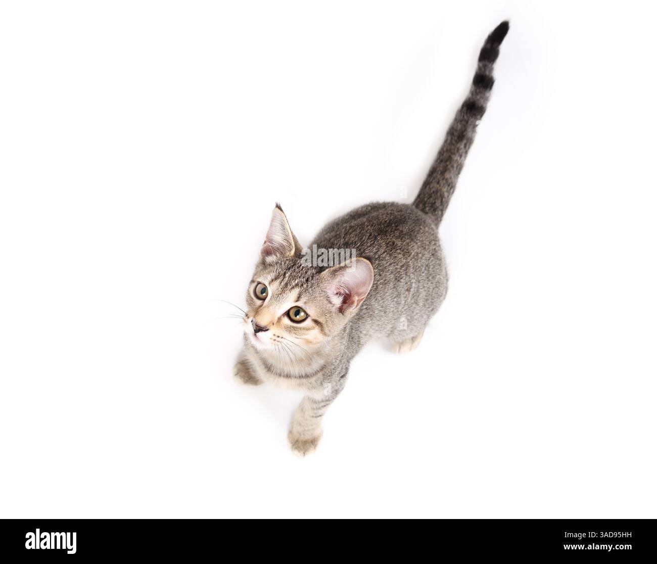 Intense focused Cut Out Stock Images & Pictures - Alamy