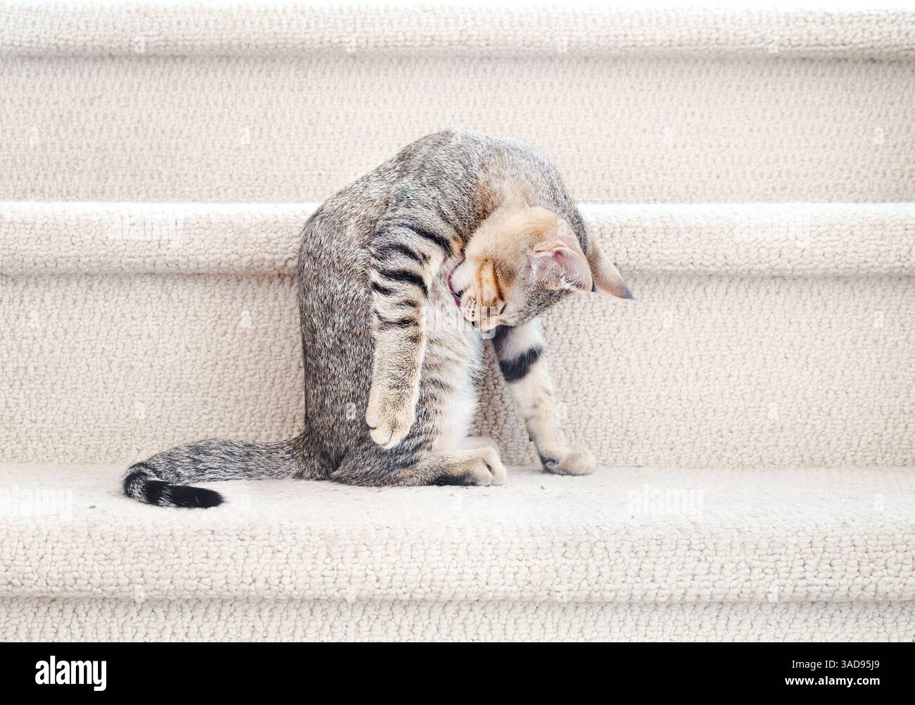 Relaxed kitten grooming itself while sitting in staircase. Side view of ...