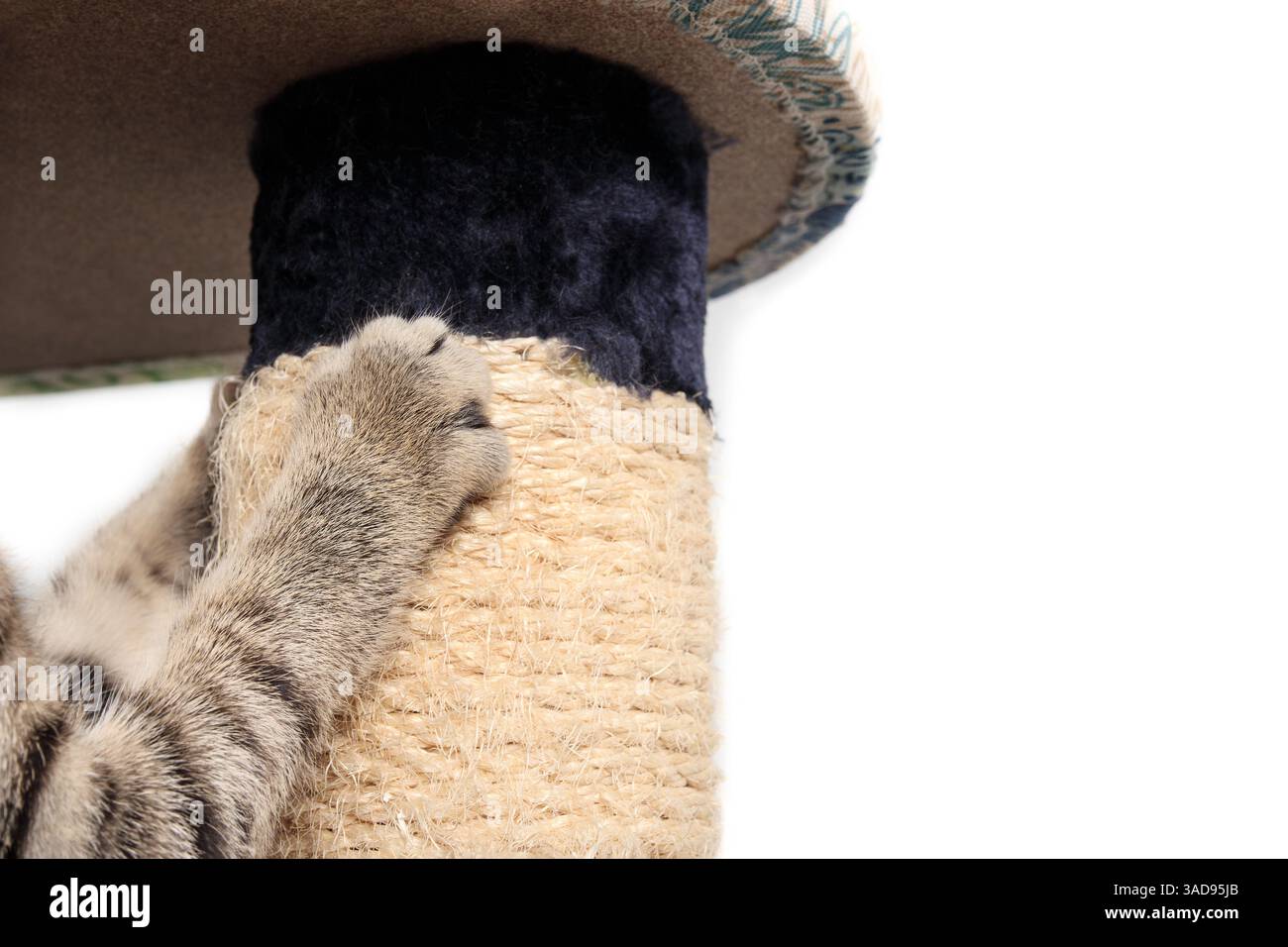 Happy kitty cat scratching on cat tree. Close up. Kitten using ...
