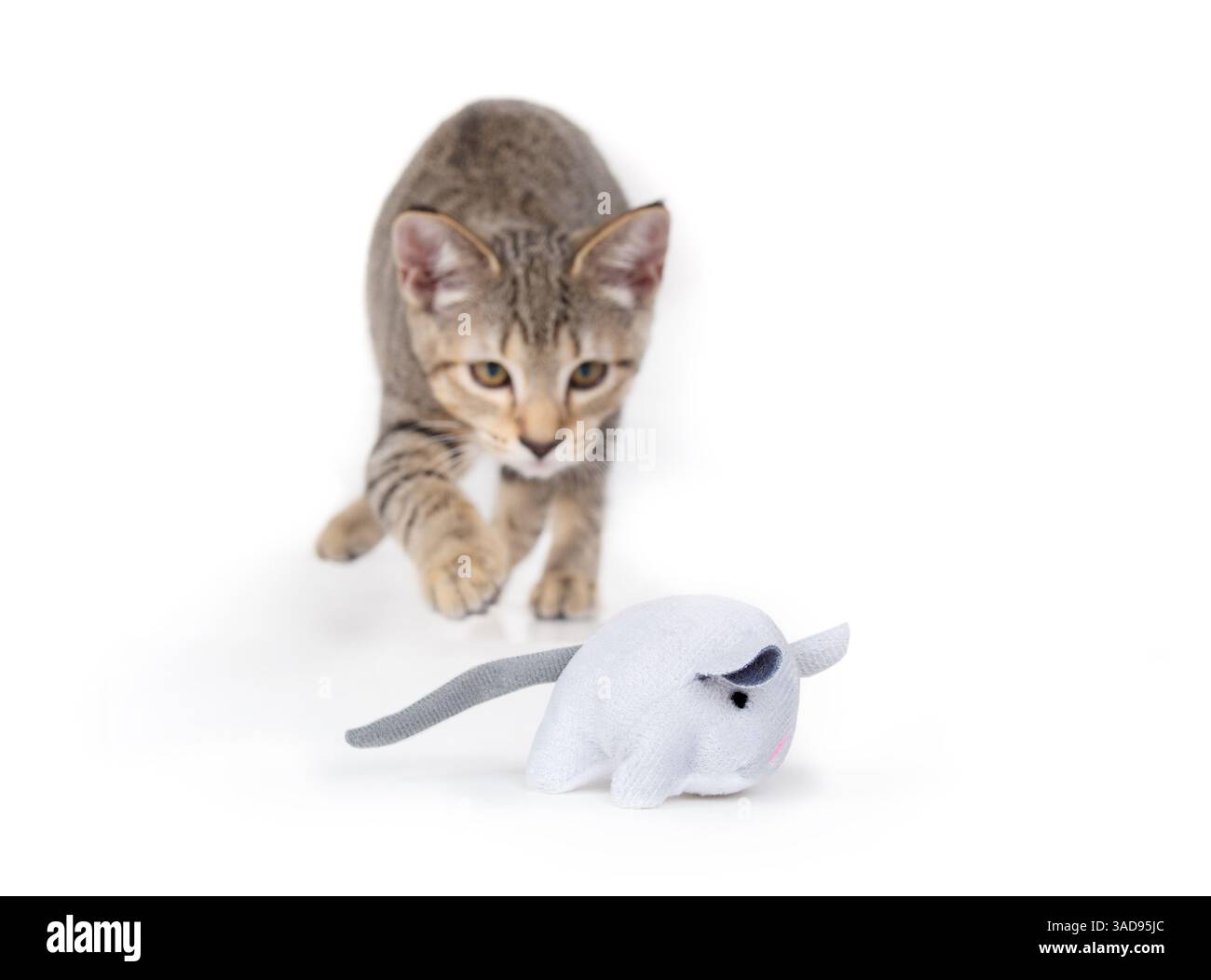 Front view slow motion cat hi-res stock photography and images - Alamy