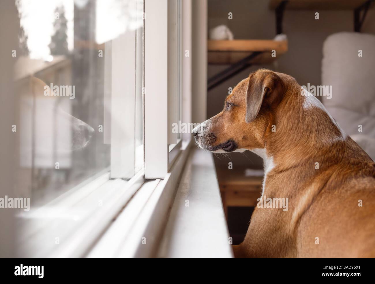 Cute dog looking out of the window. Side view of puppy dog sitting by ...