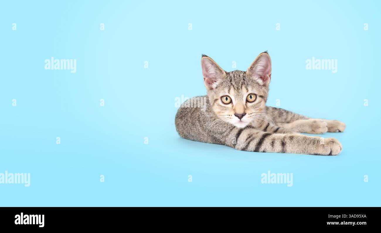 Relaxed kitty lying in front of colored background. Cute kitten with ...
