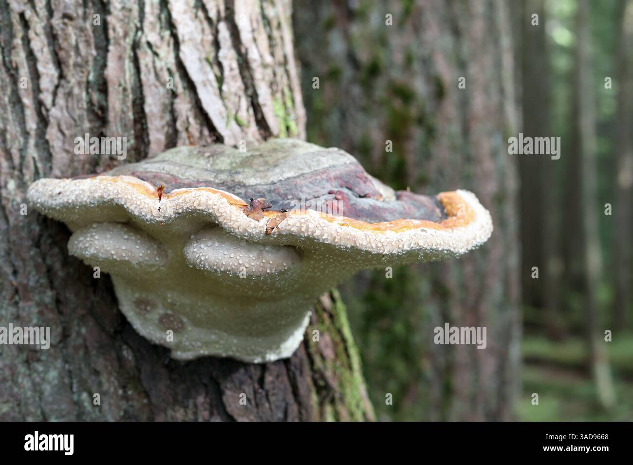 Red-Belted Conk on tree. Large rainforest fungi weeping water drops ...