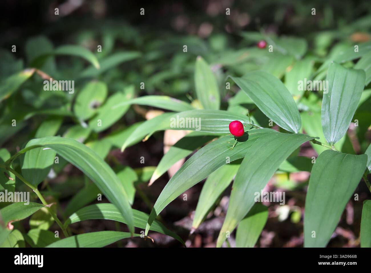 Red forest berry of fruit. Starry False Solomon's Seal berries in forest. Close up. Edible and ...