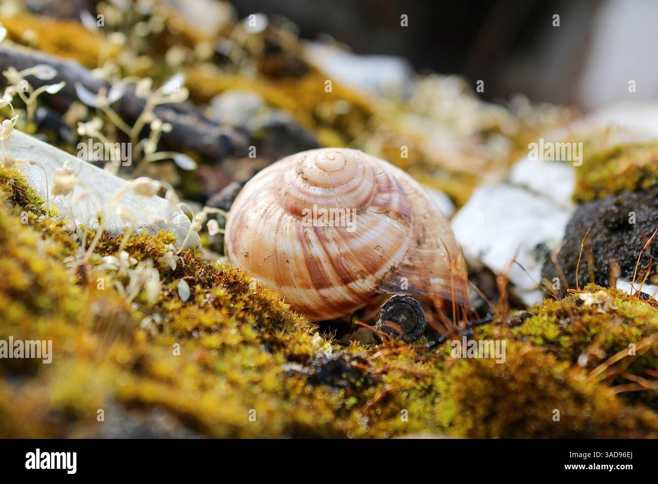 Biodiversity concepts hi-res stock photography and images - Alamy
