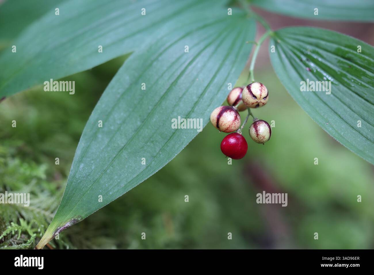 Striped forest berry of fruit. Starry False Solomon's Seal berries in forest. Close up. Edible ...