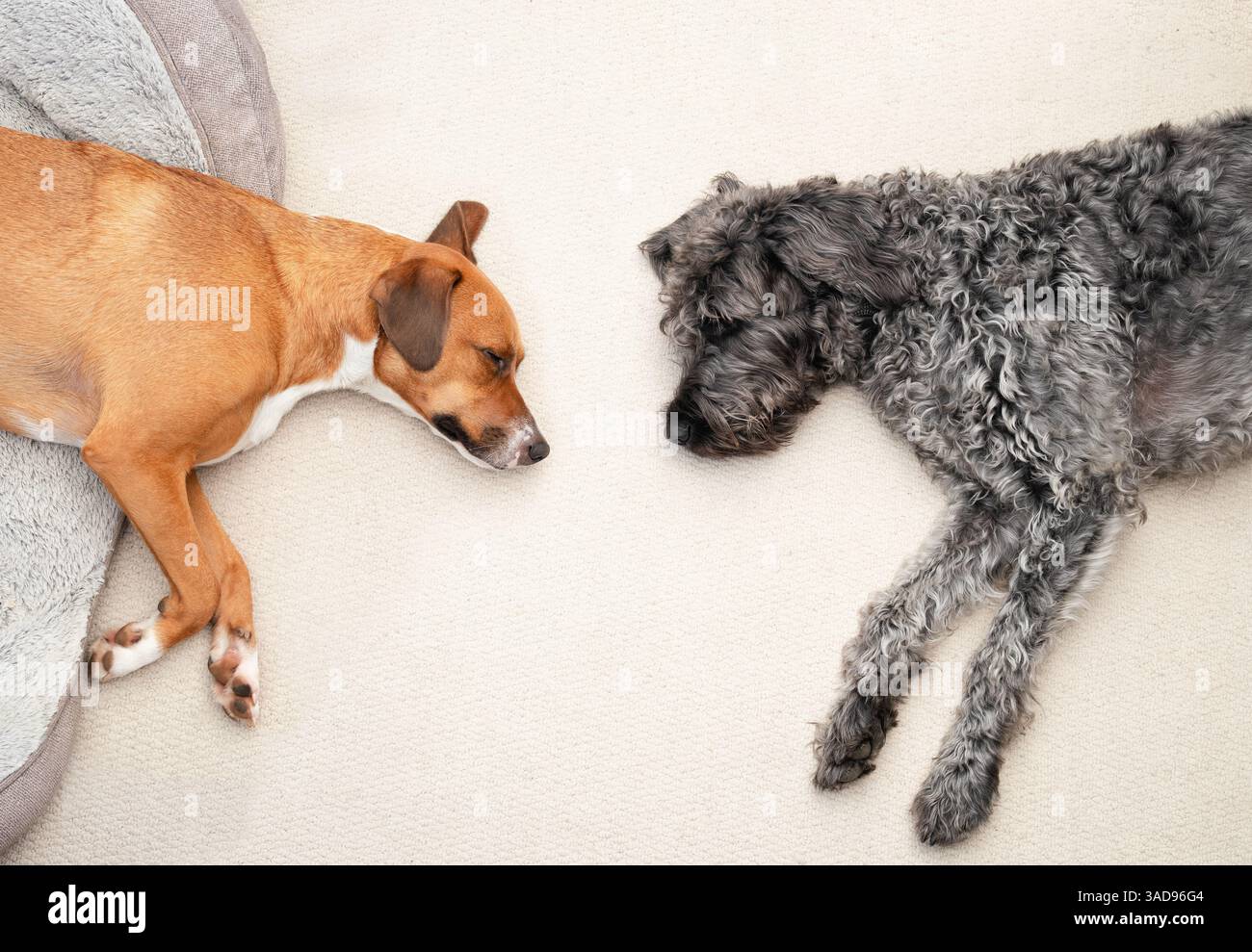 Relaxed dogs lying on carpet. High angle view of two puppy dog friends ...