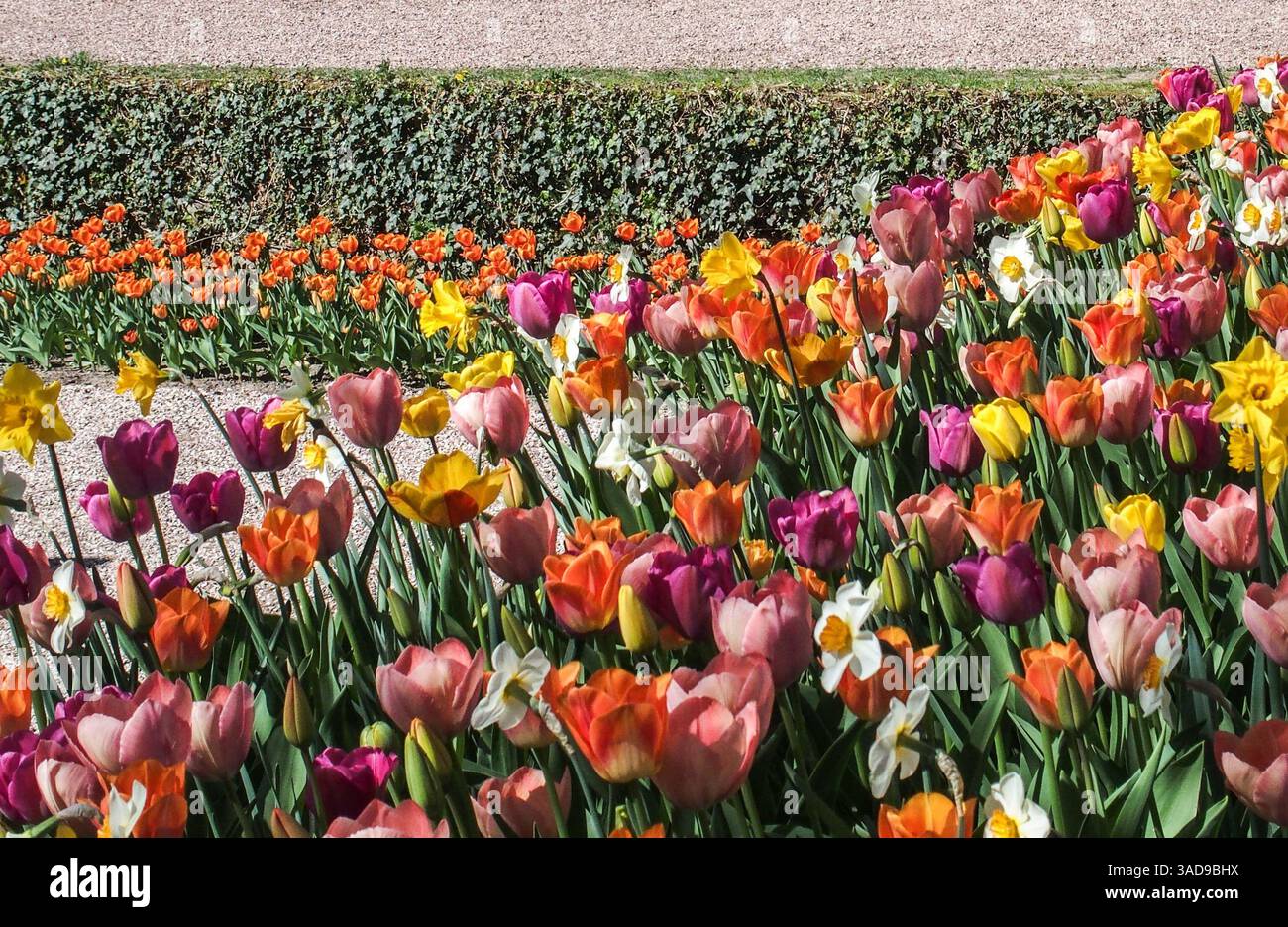 Brussels, Belgium, Belgium. 5th Apr, 2025. A sprawling tulip bed of all ...
