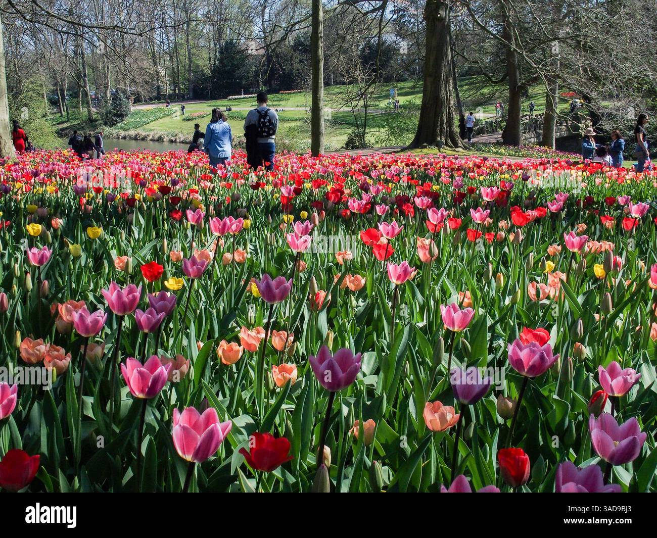 Brussels, Belgium, Belgium. 5th Apr, 2025. A sprawling tulip field of ...