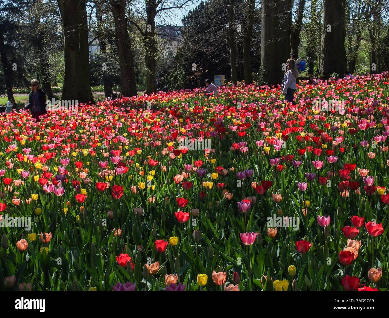 Brussels, Belgium, Belgium. 5th Apr, 2025. A sprawling tulip field of ...