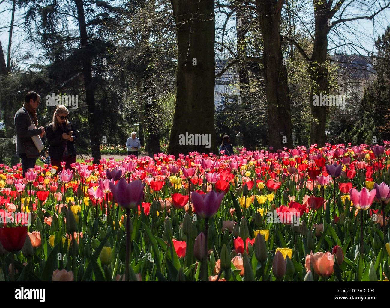 Brussels, Belgium, Belgium. 5th Apr, 2025. A sprawling tulip field of ...