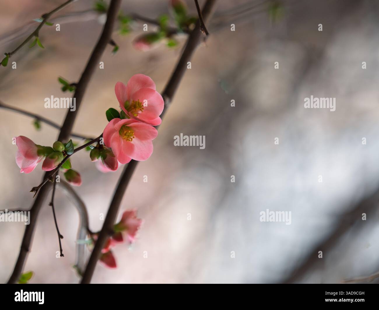 Detail of pink flowers of Chaenomeles japonica (Japanese quince) in the ...